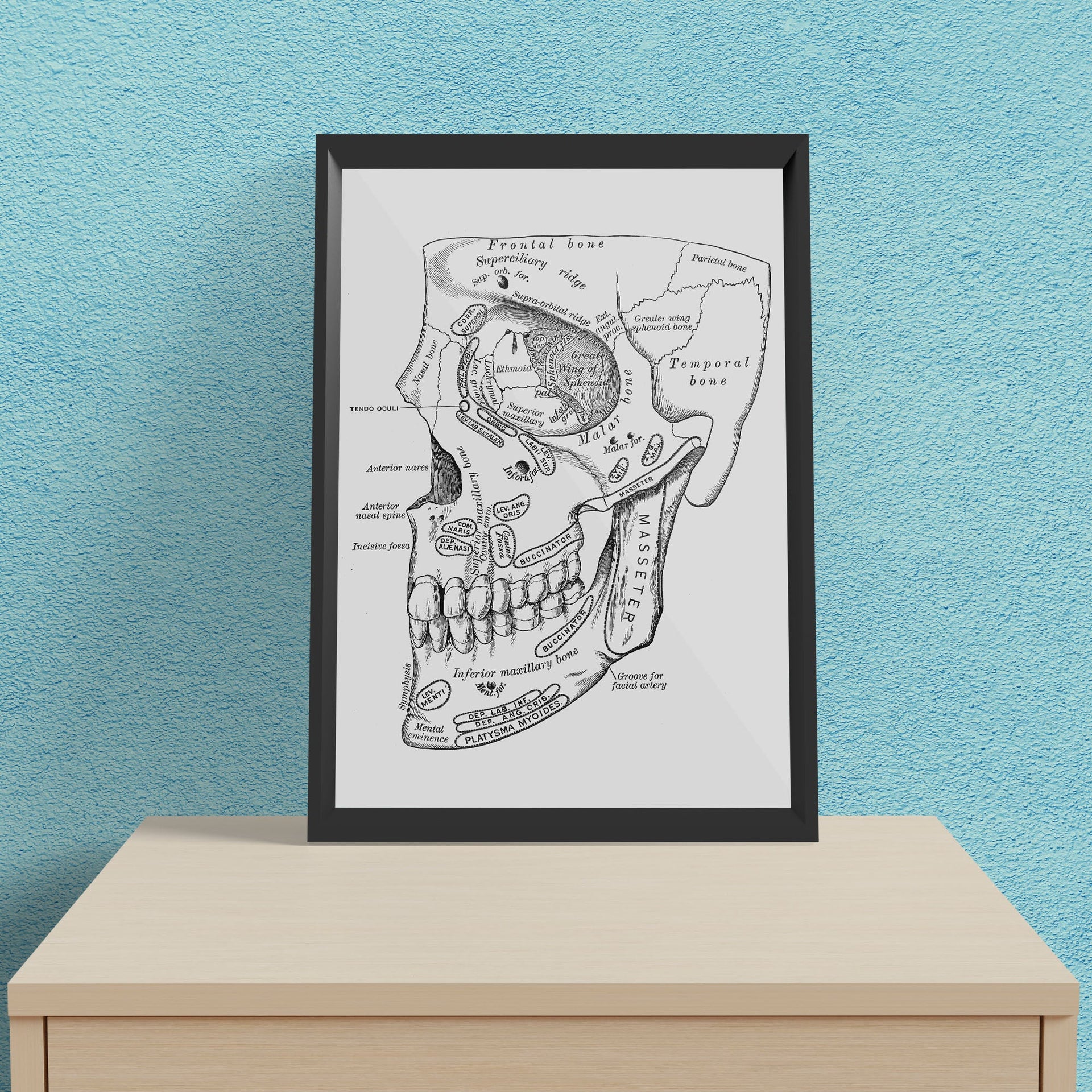 Skull Diagram 1 - Framed Poster For Clinics, Hospitals & Study Rooms ...