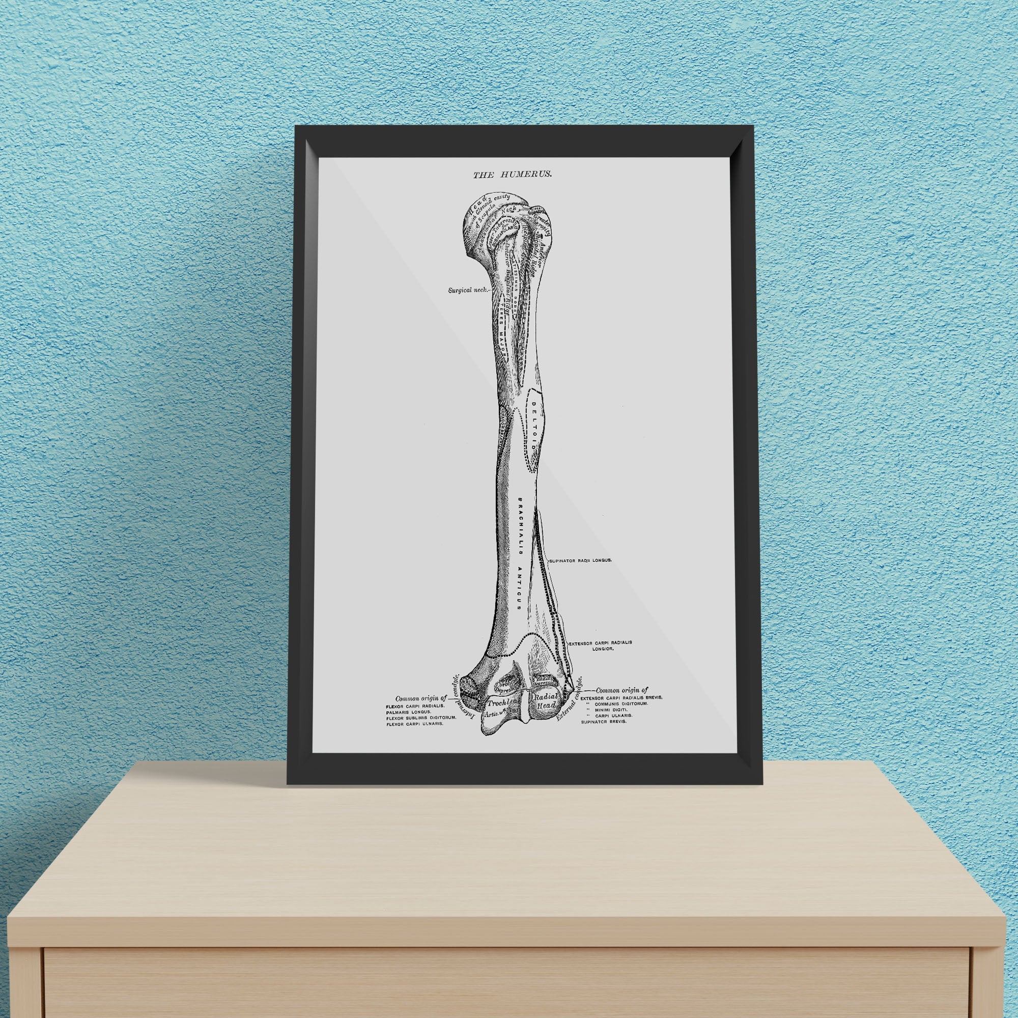 Humerus Diagram - Framed Poster For Clinics, Hospitals & Study Rooms ...